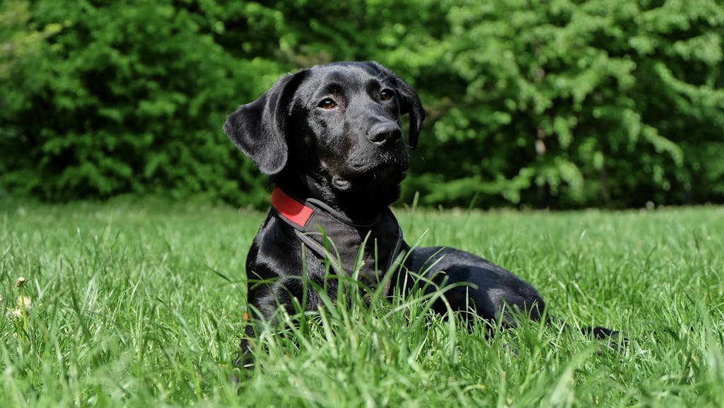 Top Recommended Dog Breeds for Middle-Class Families